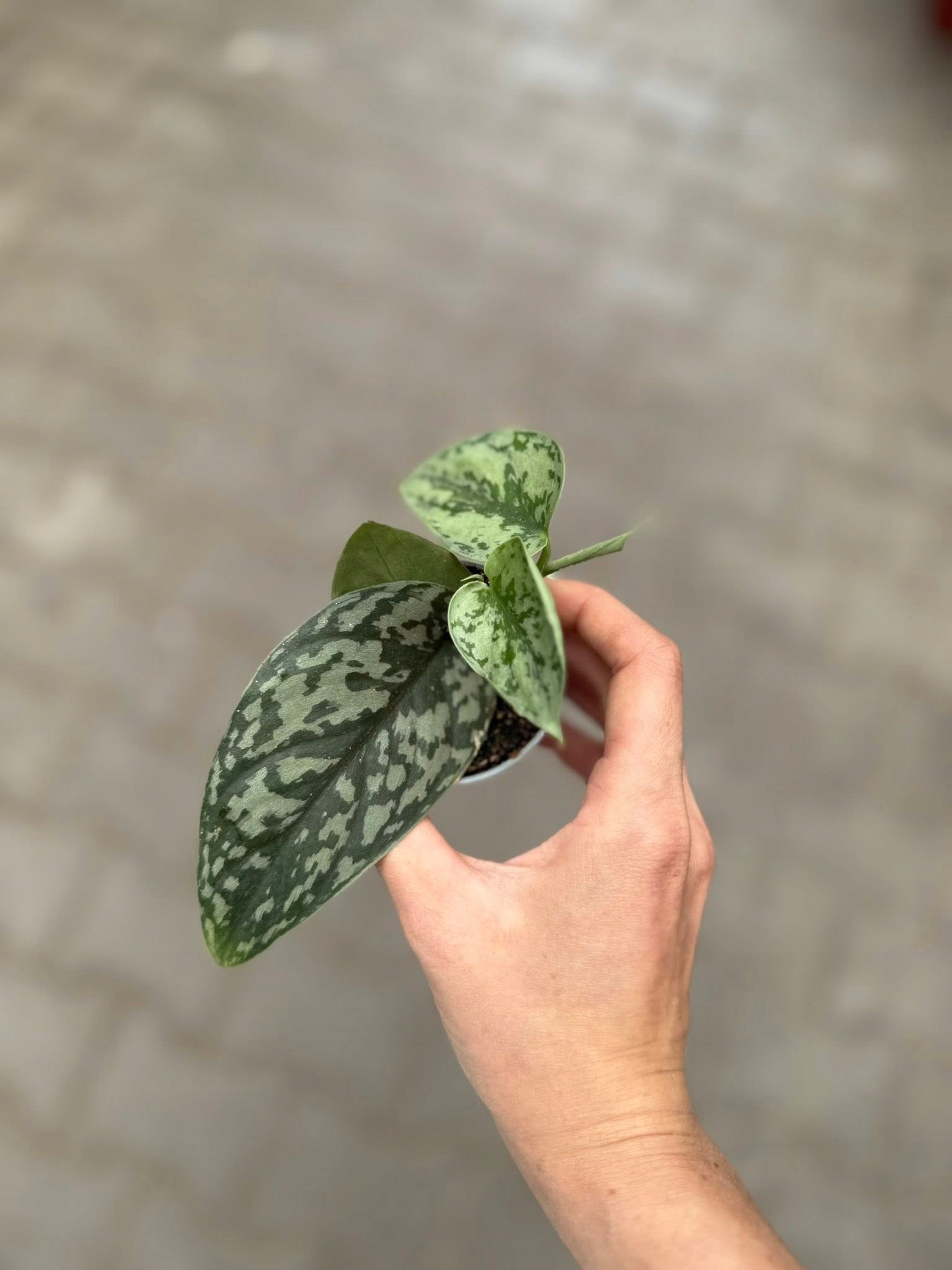 Scindapsus Silver Lady - Niska cena na Allegro