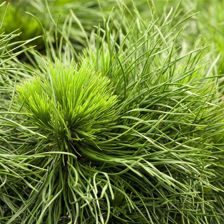 Sosna kosodrzewina kosówka górska Varella NA PNIU pienna karłowa ...