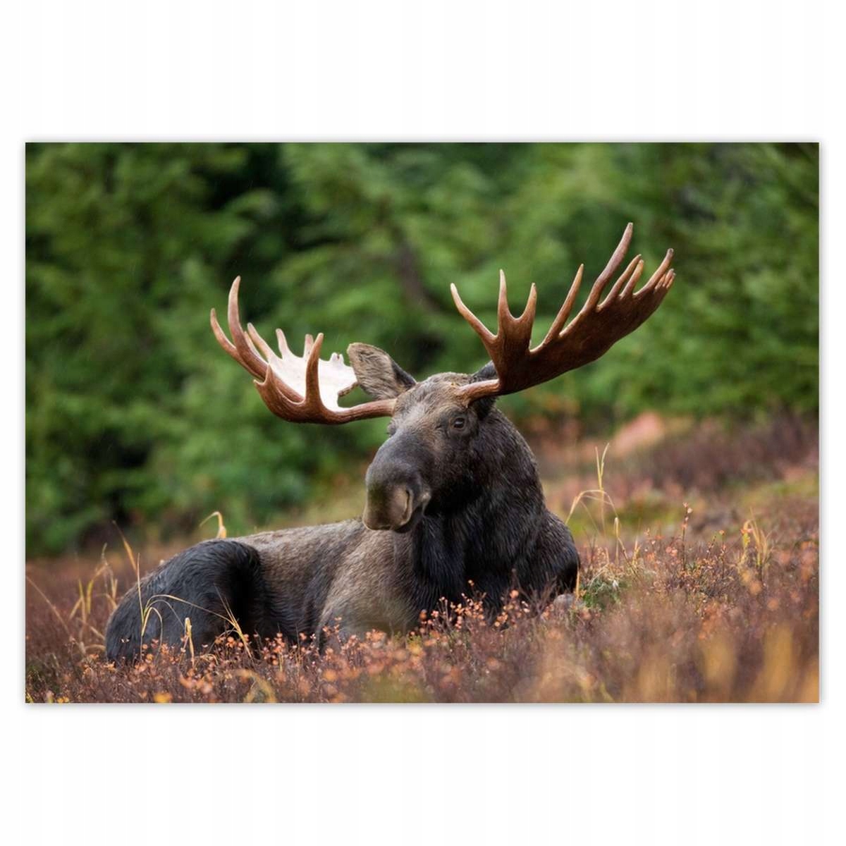 Matricák A4 SZINT Szarvas a csarnokban za 2285.00HUF-ért - Allegro