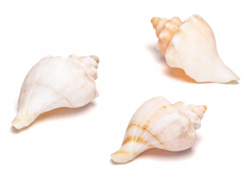 Muszla Koncha - Niska cena na Allegro.pl