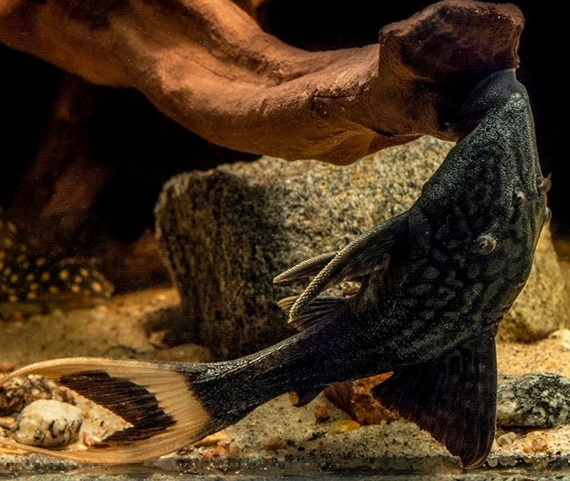 Zbrojnik L090 - Panaque - GLONOJAD - ODŁÓW - WF • Cena, Opinie • Ryby 13057683674 • Allegro