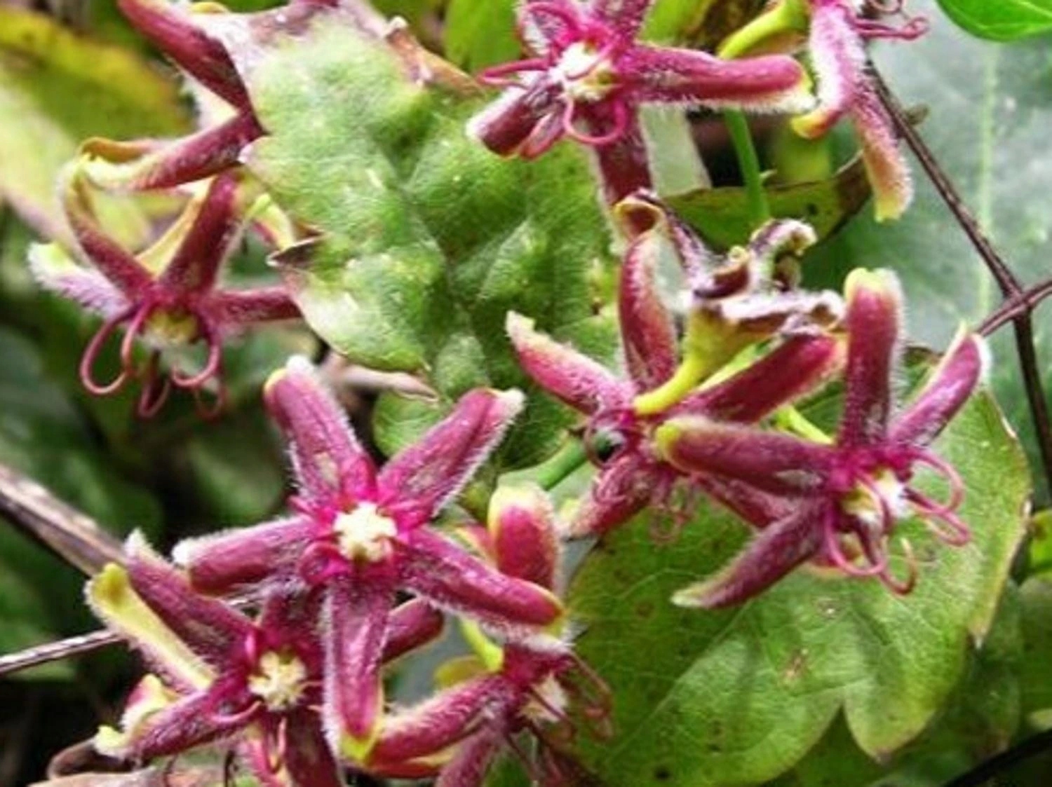 Sviedina obyčajná (kontajner C2) za 10.64EUR - Allegro