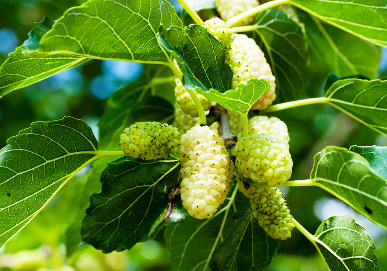 Morwa Biała - Roślina - Drzewa i krzewy liściaste - Największy wybór ...