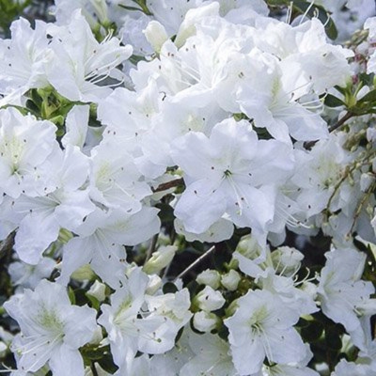 Azalia - Rośliny ogrodowe - Największy wybór roślin wieloletnich i ...