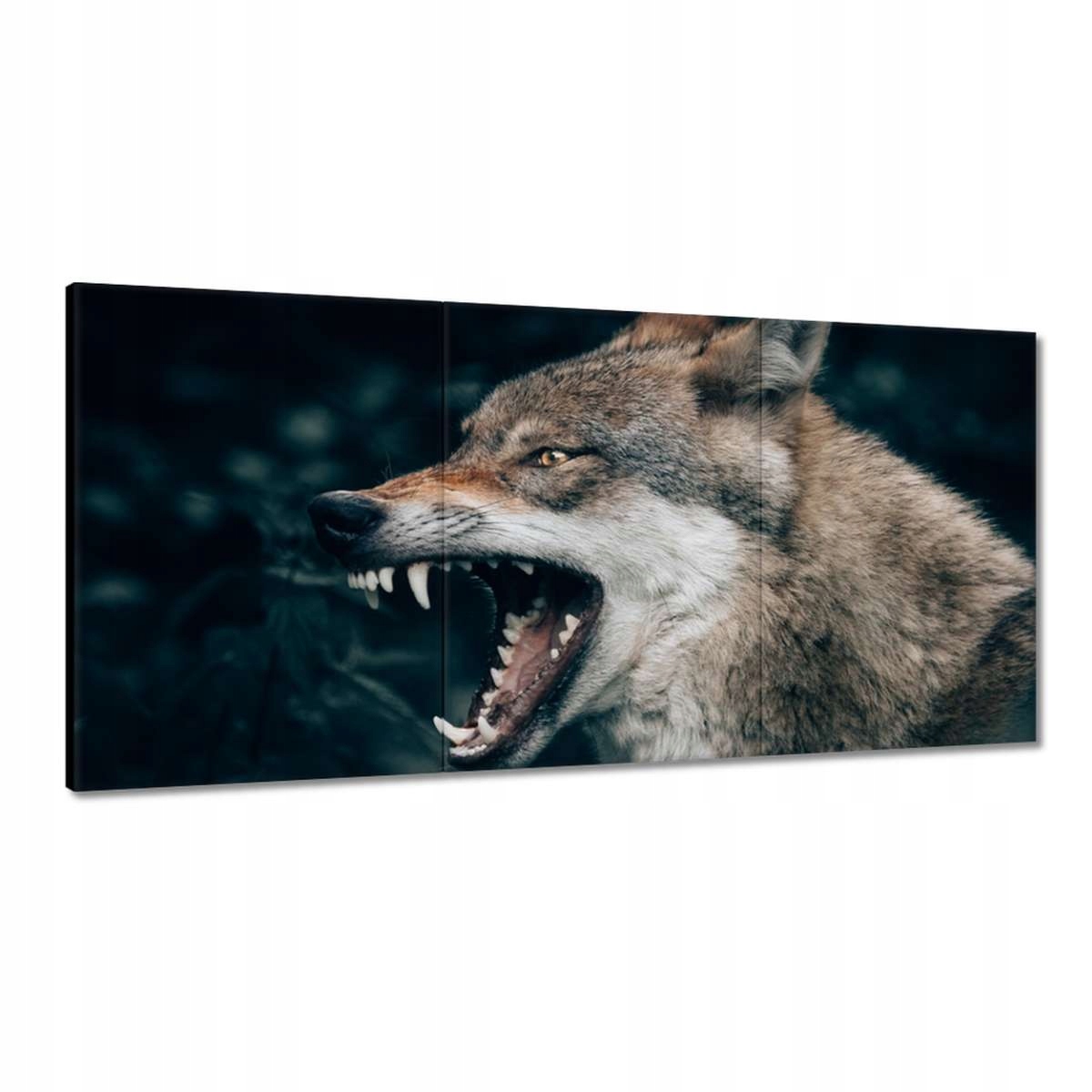 Obrazy 240x120 Wilk Wilki Wolf • Cena, Opinie - Allegro