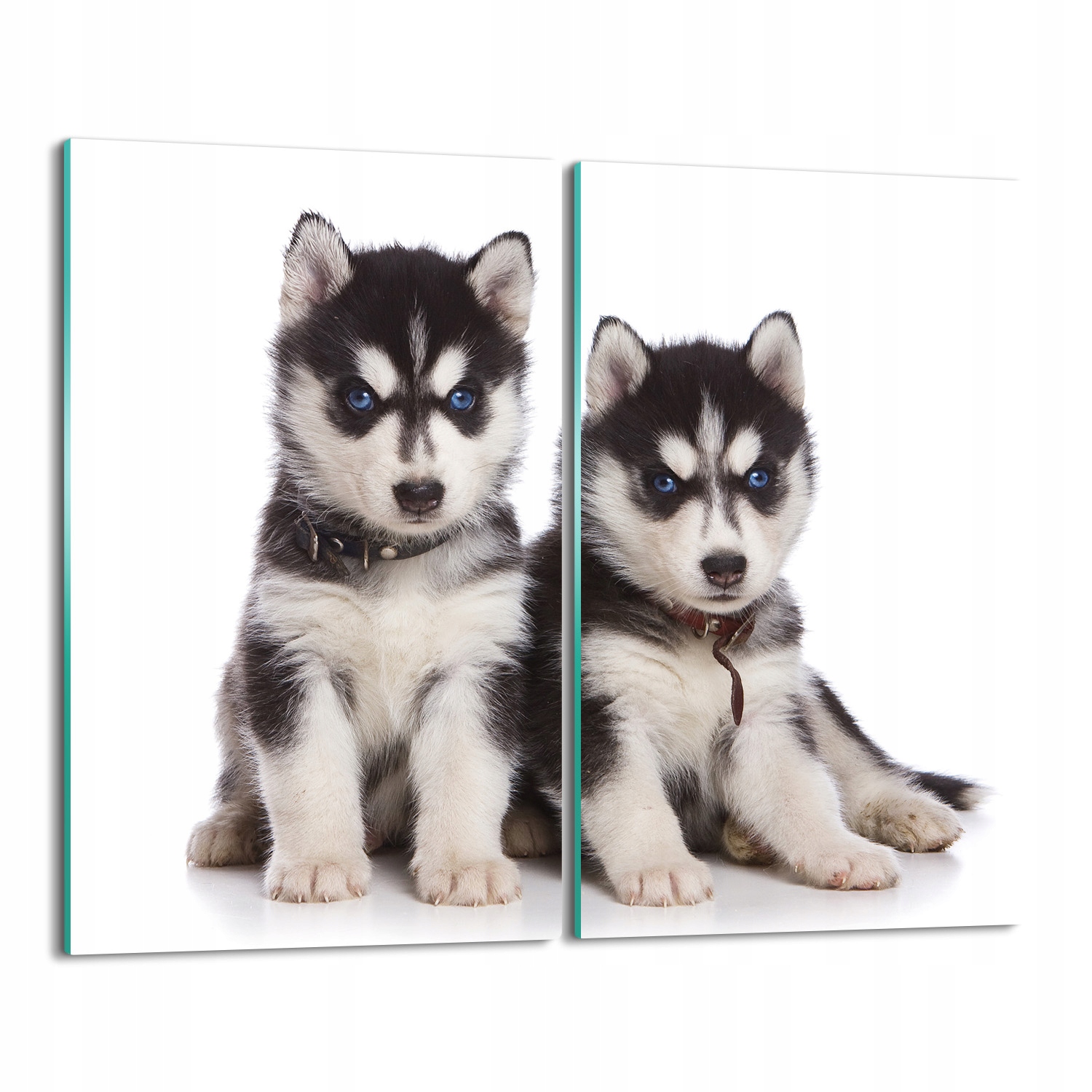 Splashback z grafiką Psy husky szczeniaki 2x 30x52 • Cena, Opinie - Allegro