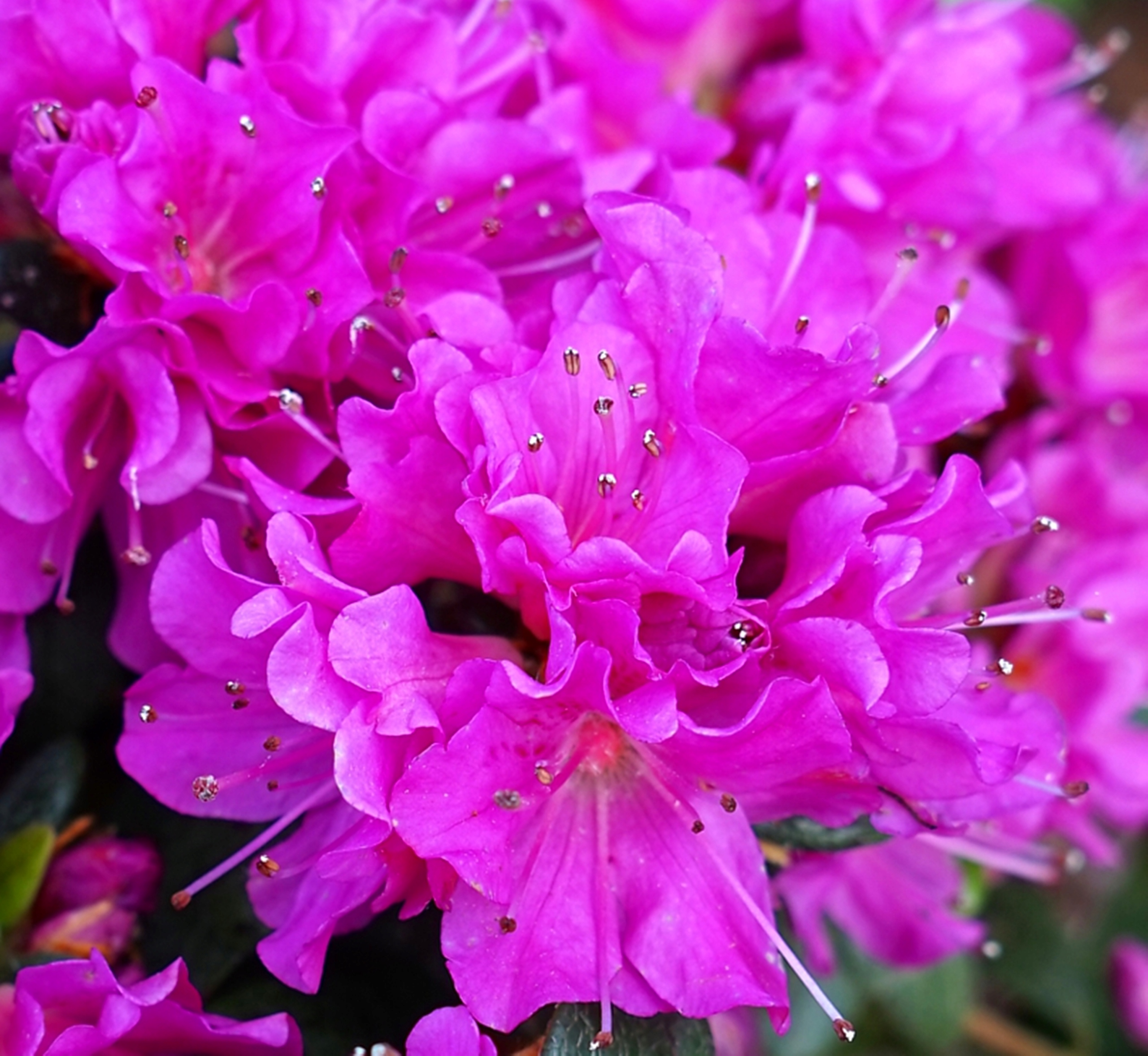 RHODODENDRON 'GEISHA PURPLE' AZALIA JAPOŃSKA (AZALIA JAPOŃSKA) • Cena ...