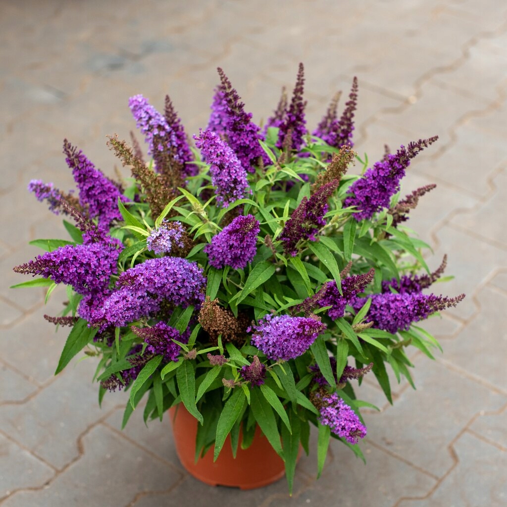 Budleja Dawida Butterfly Candy MINIATURKA FIOLET (5905072267038) • Cena ...