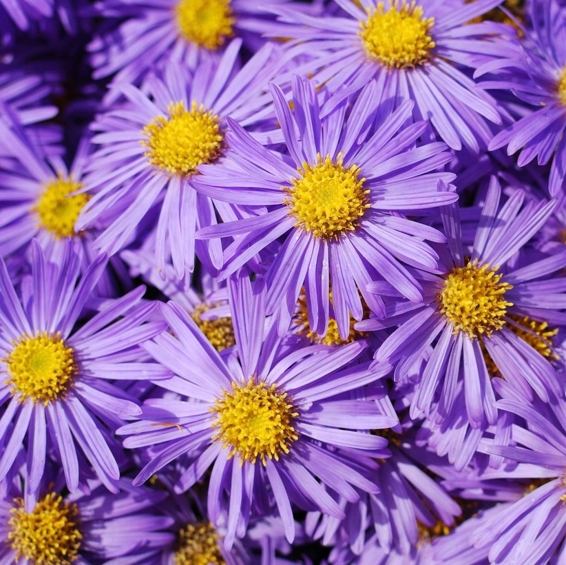 Novobelgický aster MAGIC LAVENDER / FENOMÉN za 211.00CZK - Allegro