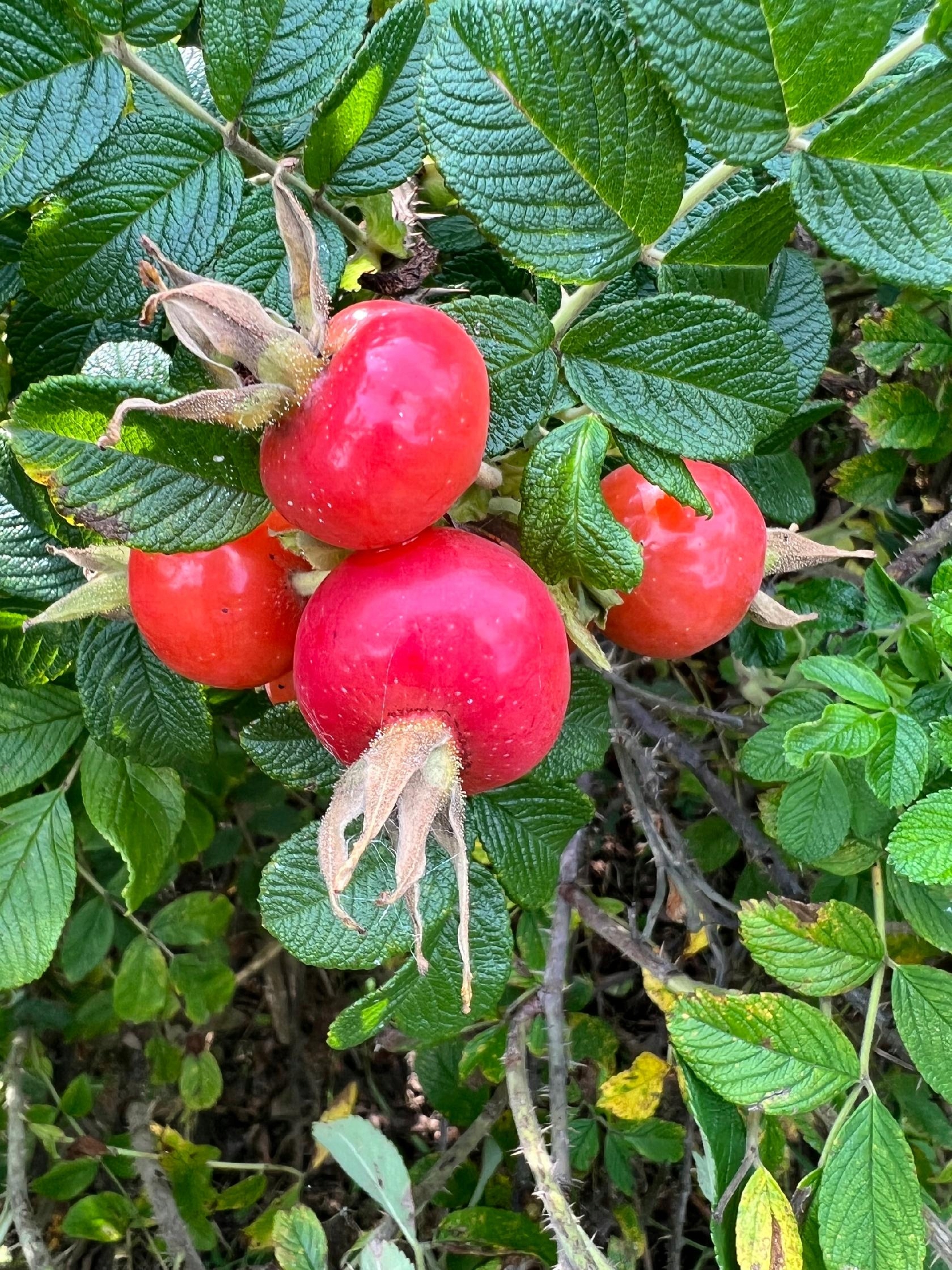 Dzika róża Rugosa sadzonka WITAMIN pięknie kwitnie MIODODAJNA jadalne ...