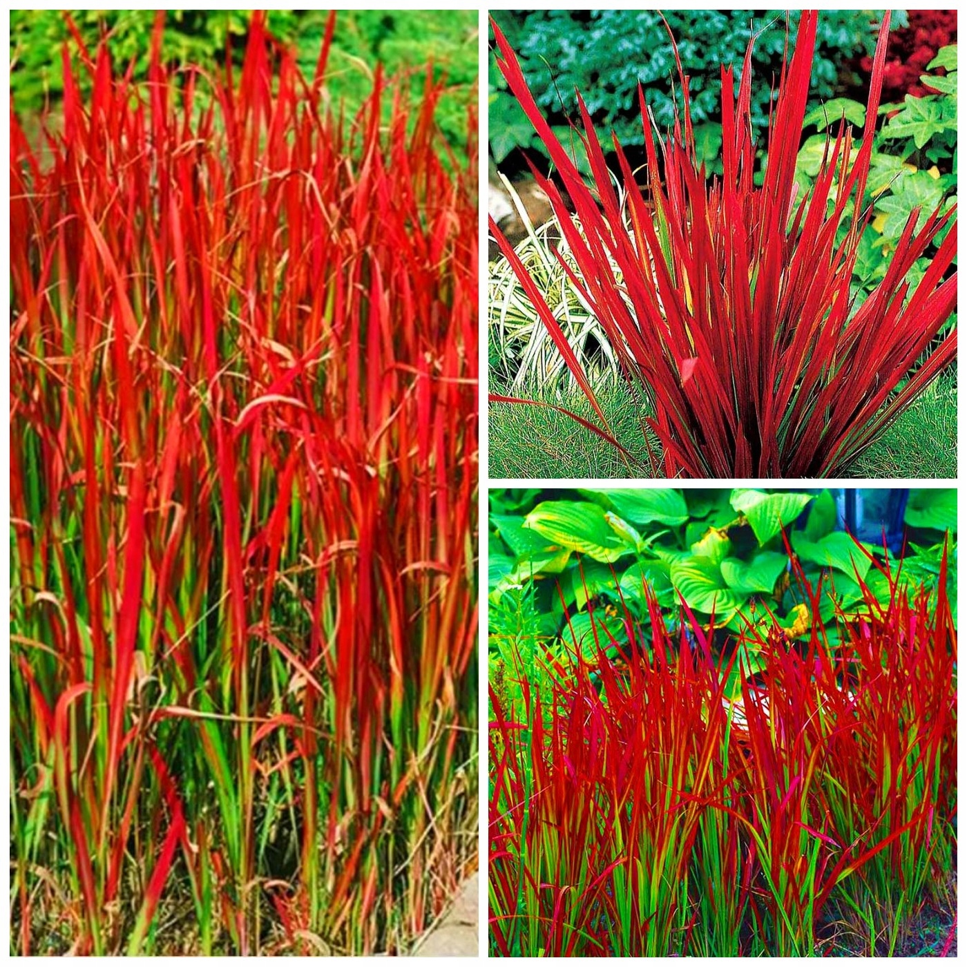 Imperata Red Baron Przebarwia się na CZERWONO P11 (Imperata Red Baron ...