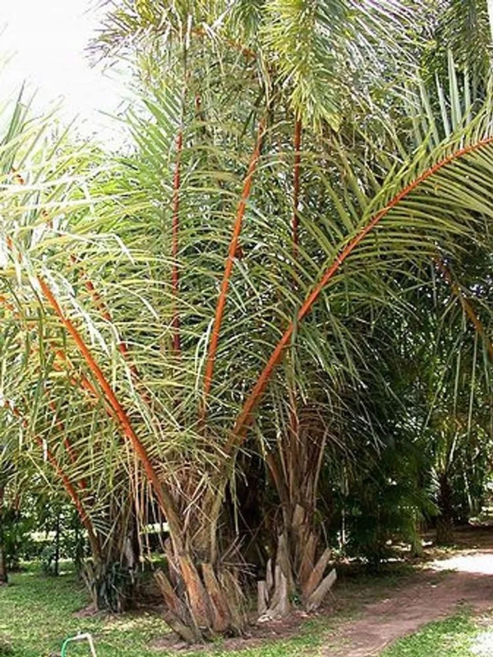 Raphia Farinifera Palma Raffia Velkolistá 3 semena za 82.00CZK - Allegro