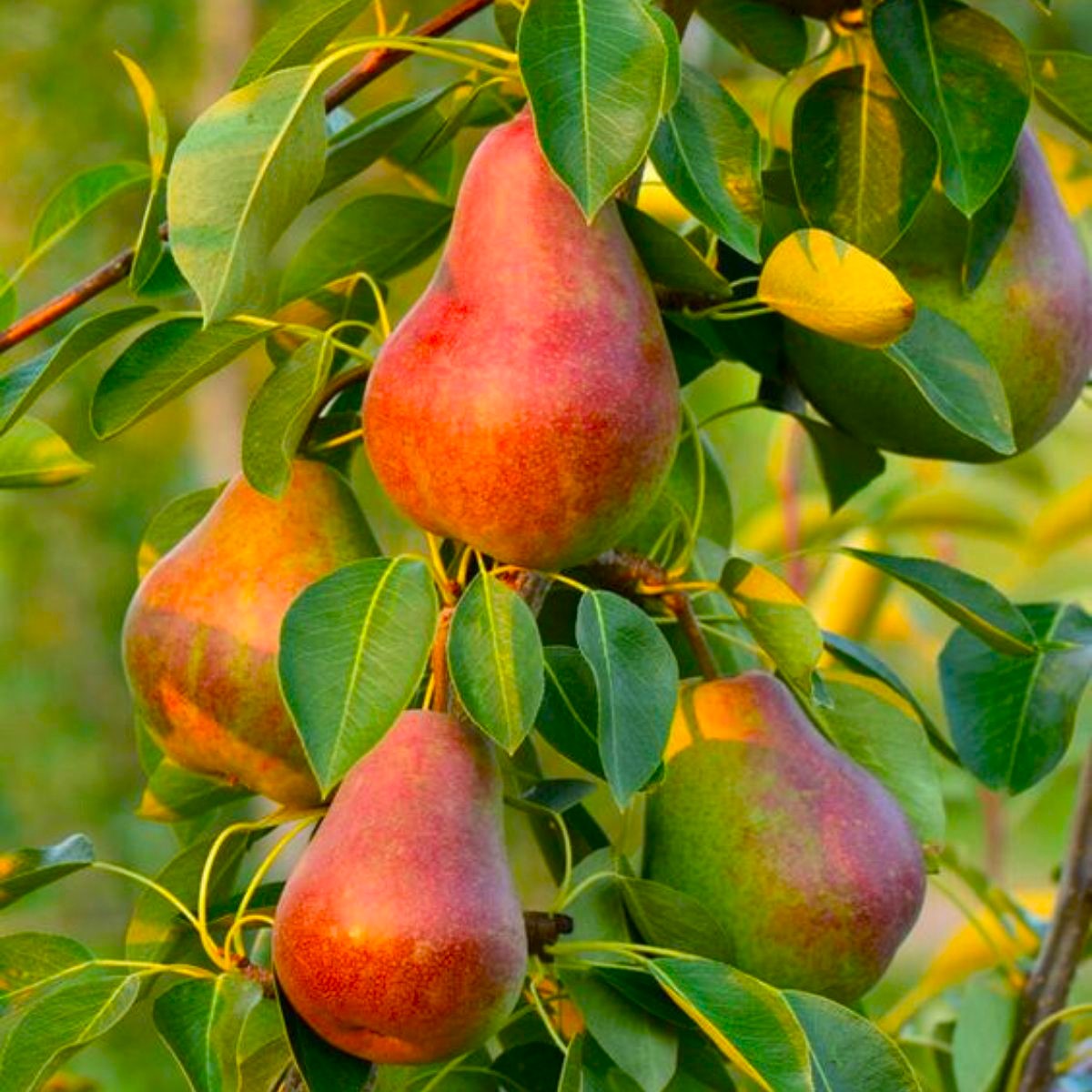 Nashi Grusza Sadzonki - Niska cena na Allegro.pl