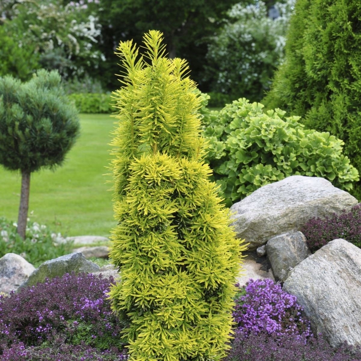 Cis pospolity Dawid | W DONICZCE • Cena, Opinie • Drzewa i krzewy ...