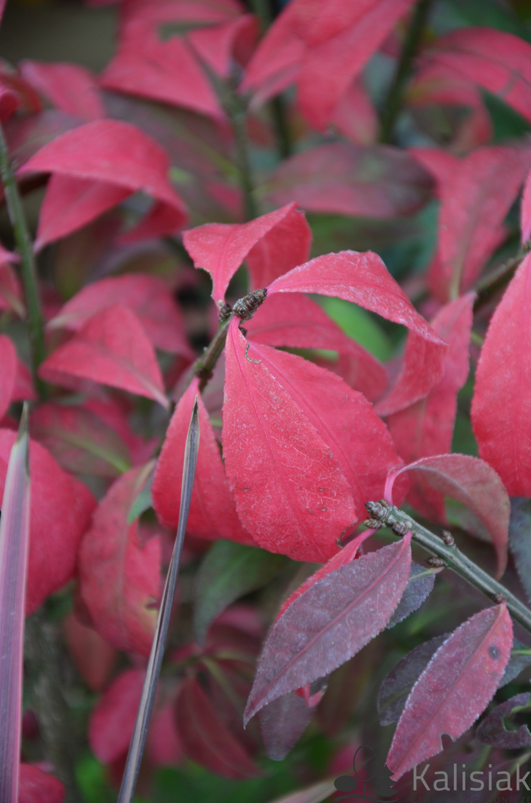 Euonymus alatus LITTLE MOSES 'Odom' Trzmielina oskrzydlona 20-30 cm 5L ...