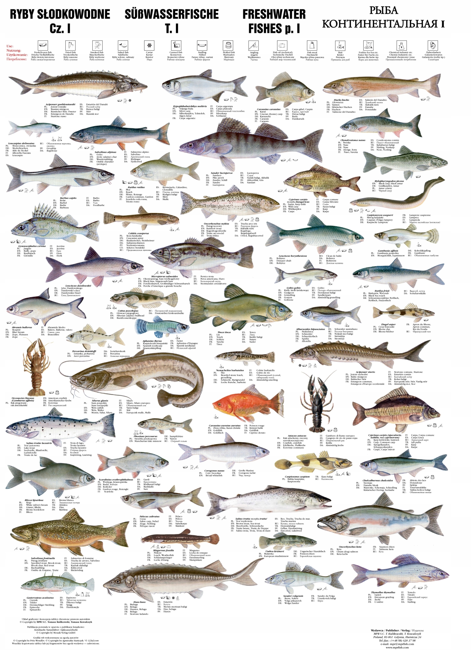 Plansza B1 z grafikami ryb słodkowodnych–część I - Bałtyckie ...