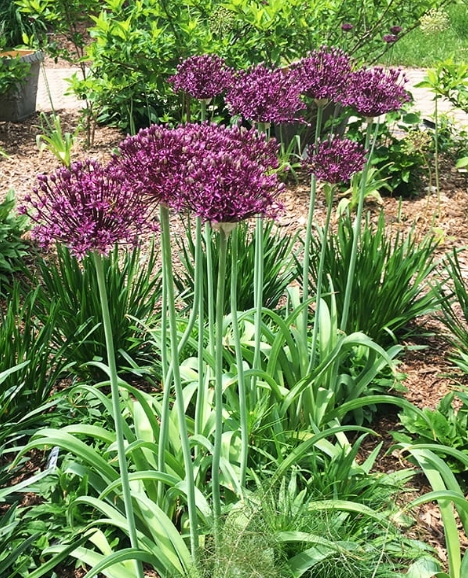 ALLIUM CZOSNEK MIAMI OZDOBNY 5 SZT CEBUL . • Cena, Opinie • Bulwy ...