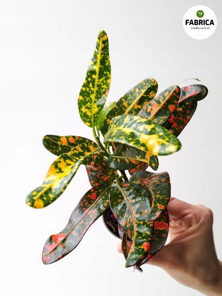 Codiaeum Variegata Bush and fire / kroton - liście wybarwione czerwony ...