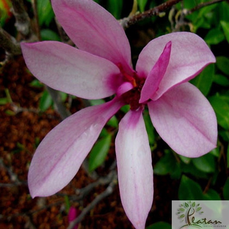 Magnolia 'Randy' • Cena, Opinie • Drzewa i krzewy liściaste 10511347580 ...