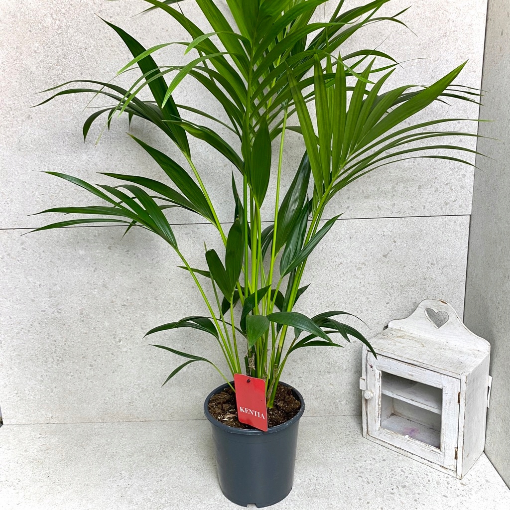 Palma Kentia Howea Forsteriana Kencja sadzonka w pojemniku 2-3l • Cena ...