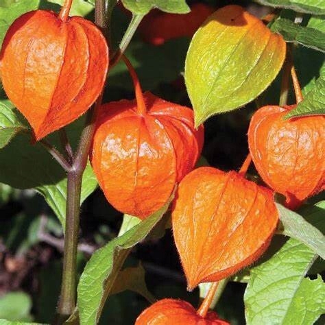 Ponuky používateľa rumancek – Allegro