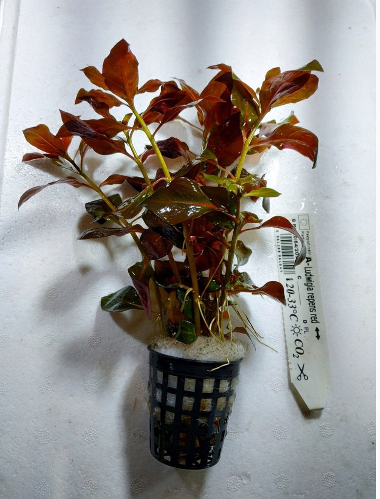 Ludwigia repens 'Red' [koszyk] (5901289961547) • Cena, Opinie • Rośliny ...