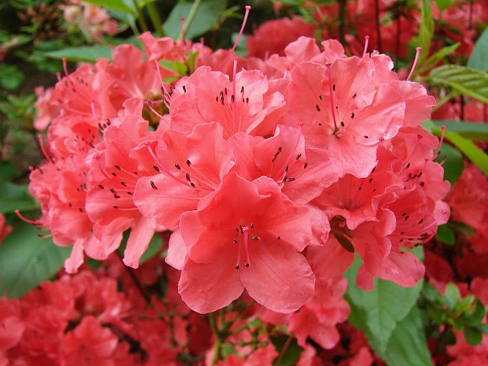 Azalka japonská | VZÁCNA FARBA - 'Geisha Orange' za 6,32 € - Allegro