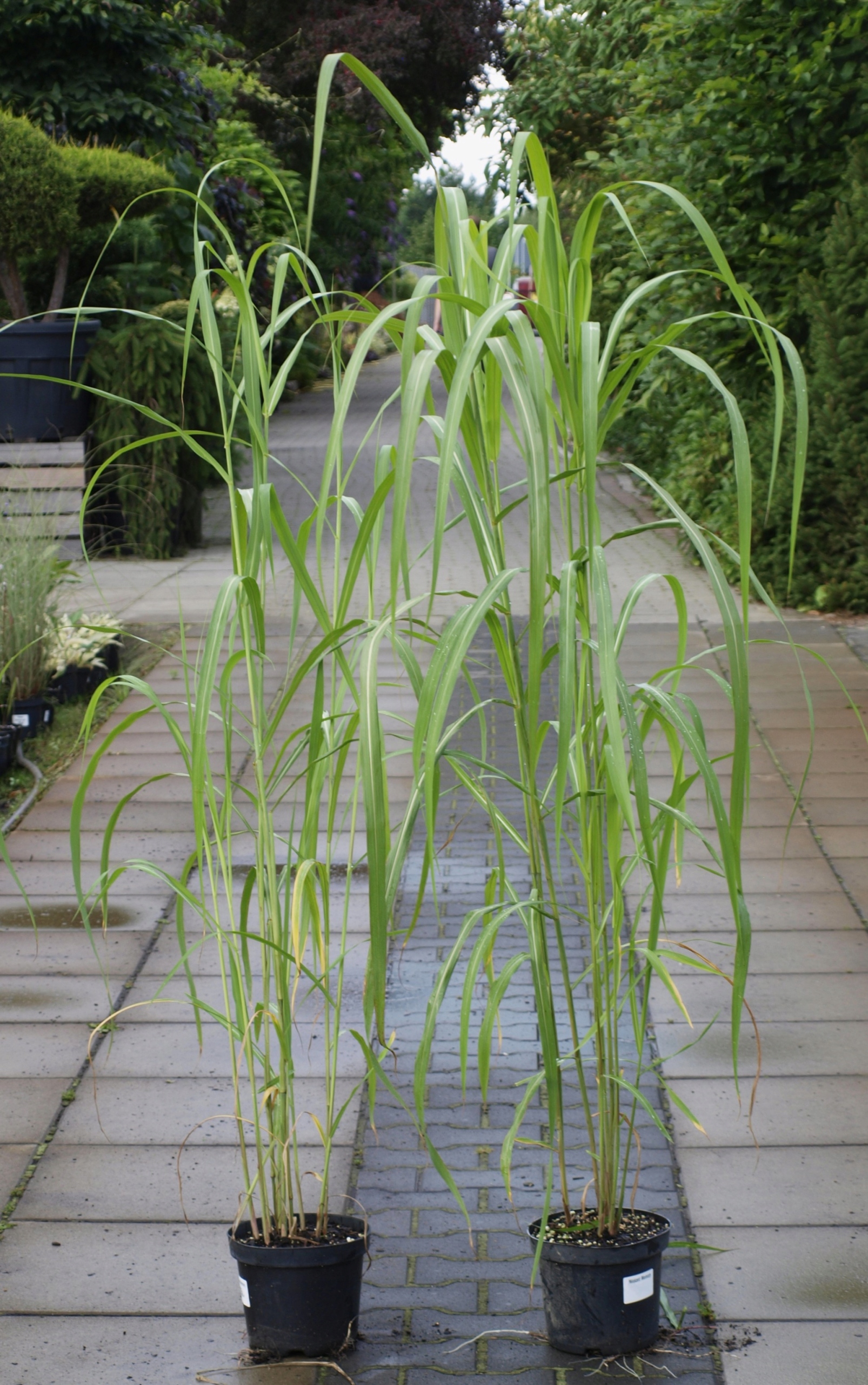 Trawa Miskant chiński 'Memory' w doniczce • Cena, Opinie • Trawy ...