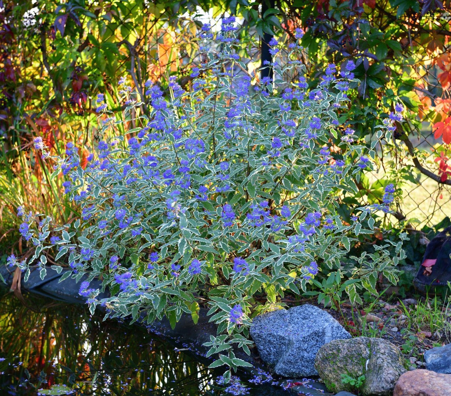 Barbula klandońska White Surprise Miododajna w Doniczce Sadzonki P9 ...