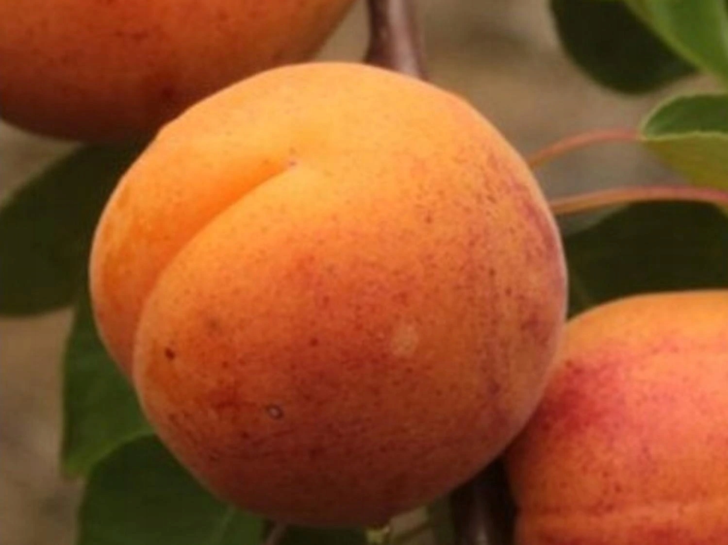 Meruňka Taja (prostokořenný stromek) za 299 Kč - Allegro