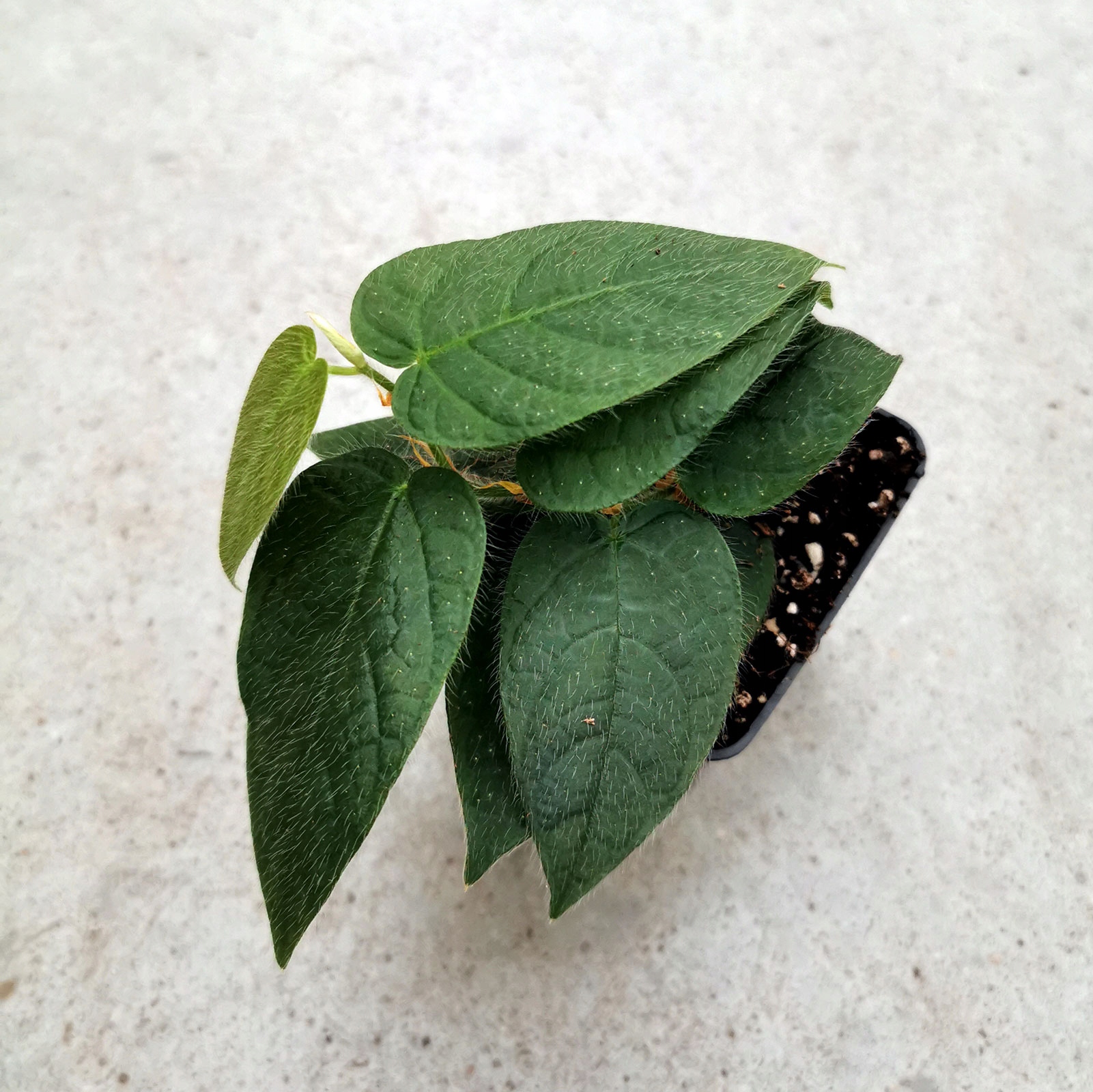 Ficus villosa RITKASÁGA, • Ár, Vélemények - Allegro