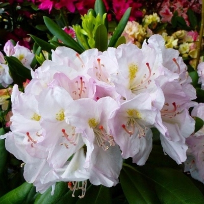 Rododendron Sadzonki Duże - Niska cena na Allegro.pl