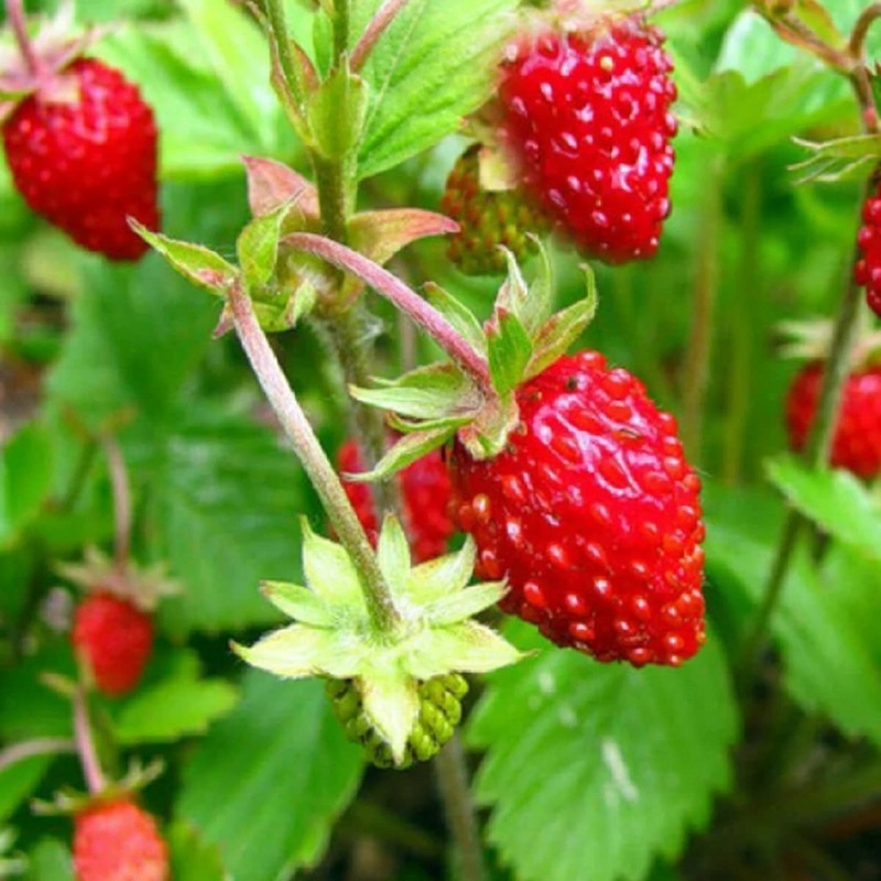 Poziomki i truskawki Regina sadzonka w pojemniku 0,5-1l 5-10 cm • Cena ...