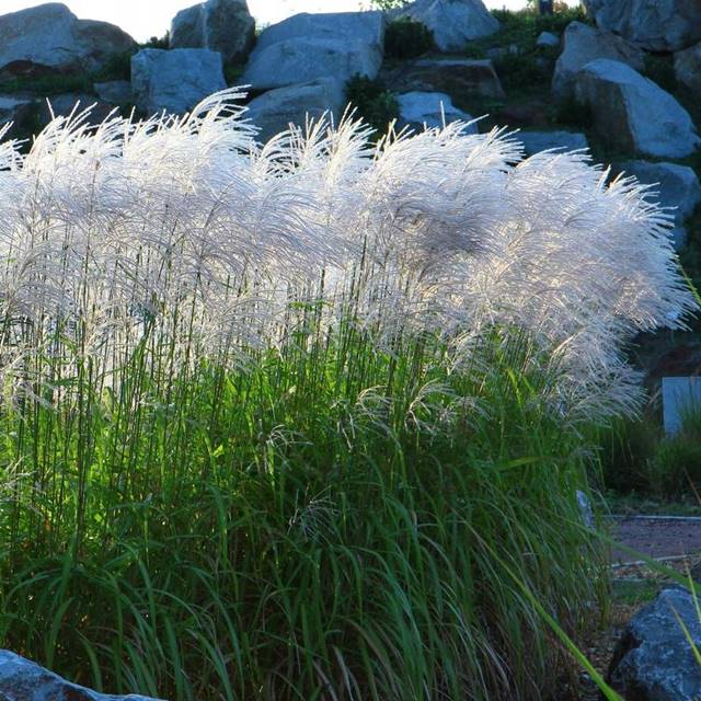 Miskant Memory - Niska cena na Allegro