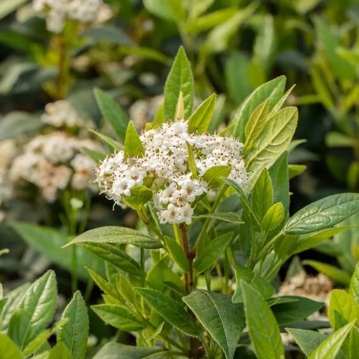 Kalina biały, różnobarwny sadzonka w pojemniku 2-3l 30-50 cm • Cena, Opinie • Drzewa i krzewy ...
