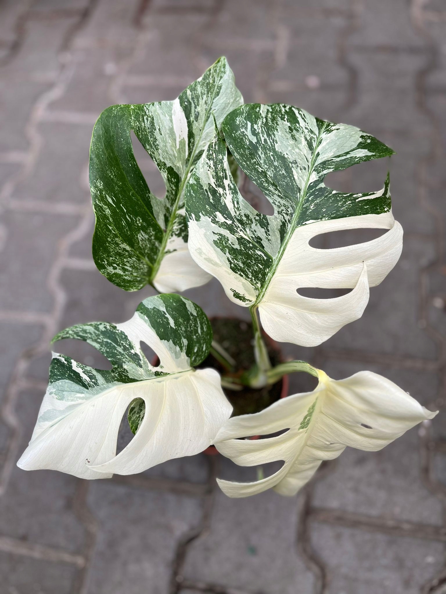 Monstera Variegata, Monstera Dziurawa Variegata. • Cena, Opinie ...