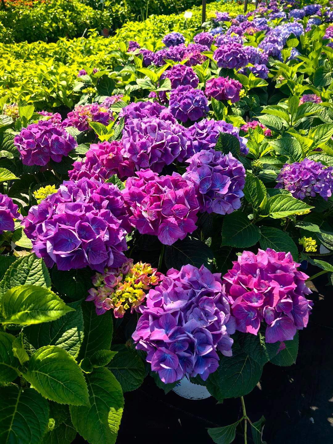 Hydrangea macrophylla Hortensja Ogrodowa DIVA FIORE PURPLE fioletowa • Cena, Opinie • Byliny ...