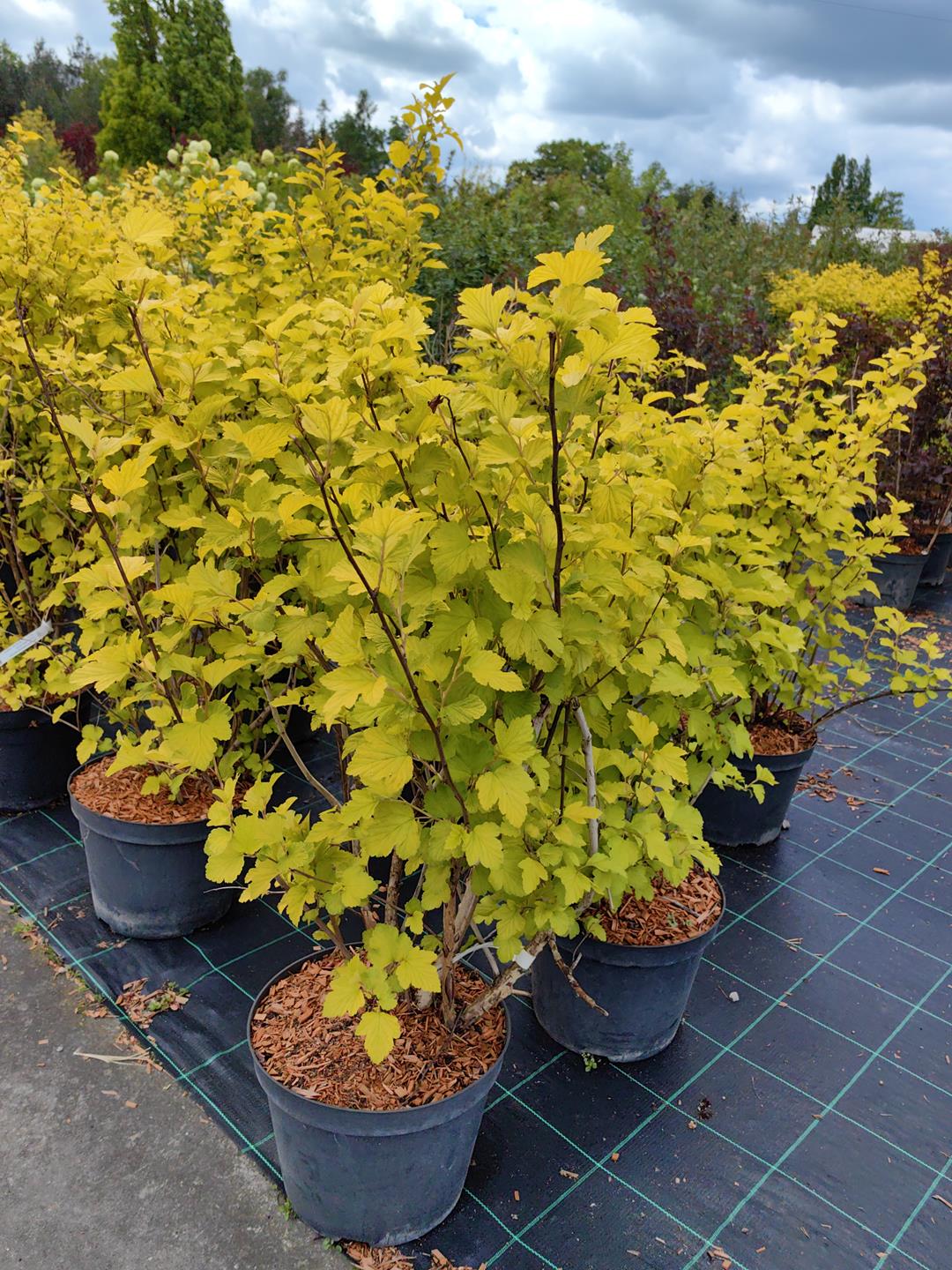 Physocarpus opulifolius - Pęcherznica Kalinolistna DART'S GOLD • Cena ...