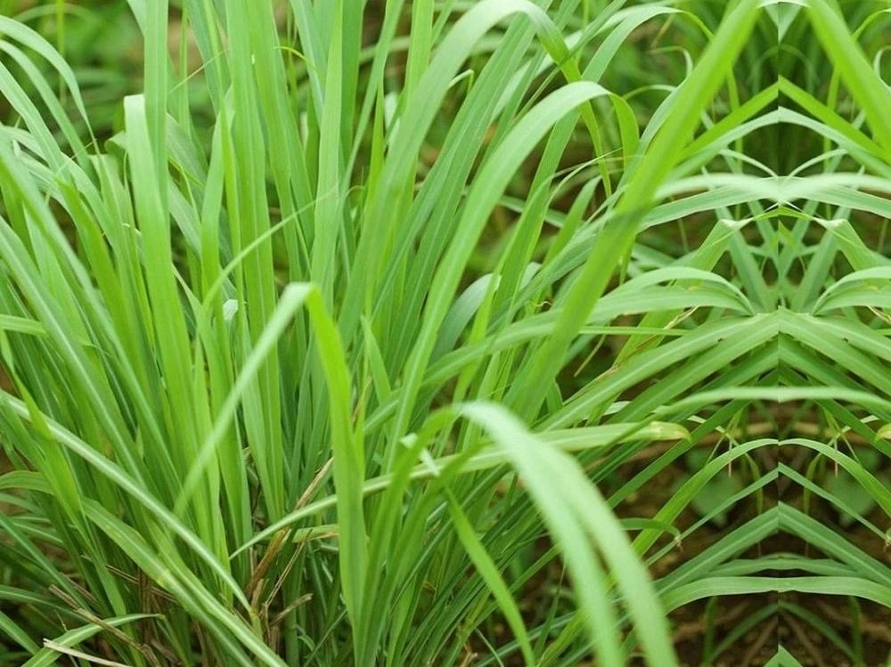 Trawa cytrynowa - Cymbopogon citratus (pojemnik p14) • Cena, Opinie ...