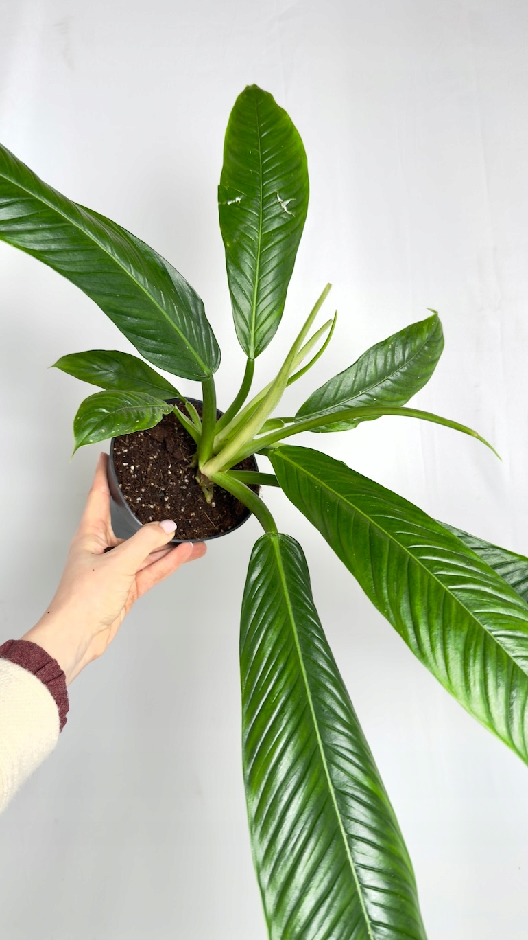 Philodendron Lynette – Rzadka i Efektowna Roślina do Salonu ...