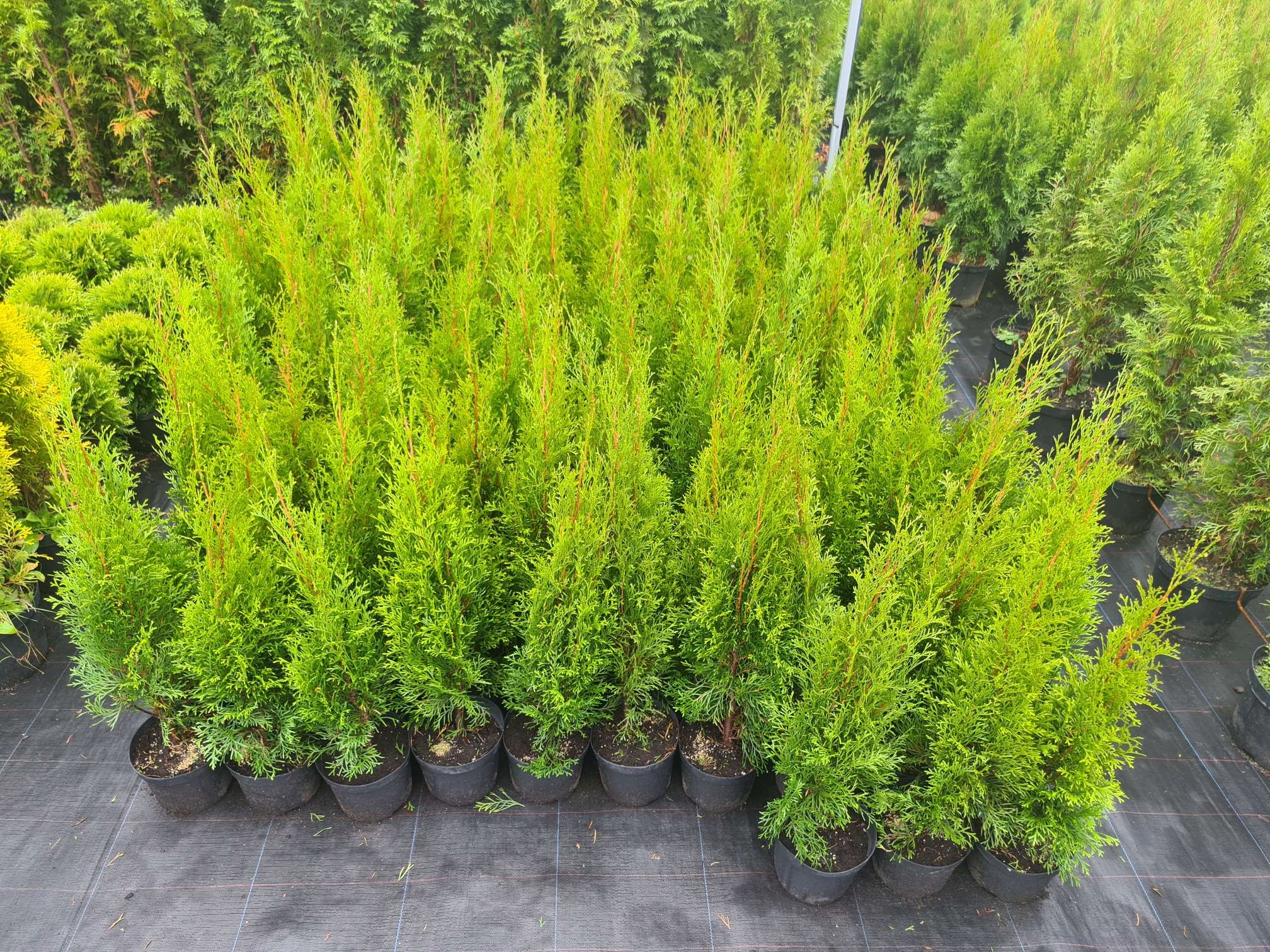 Tuja Thuja Szmaragd Smaragd 50-60cm Pewne przyjec • Cena, Opinie ...