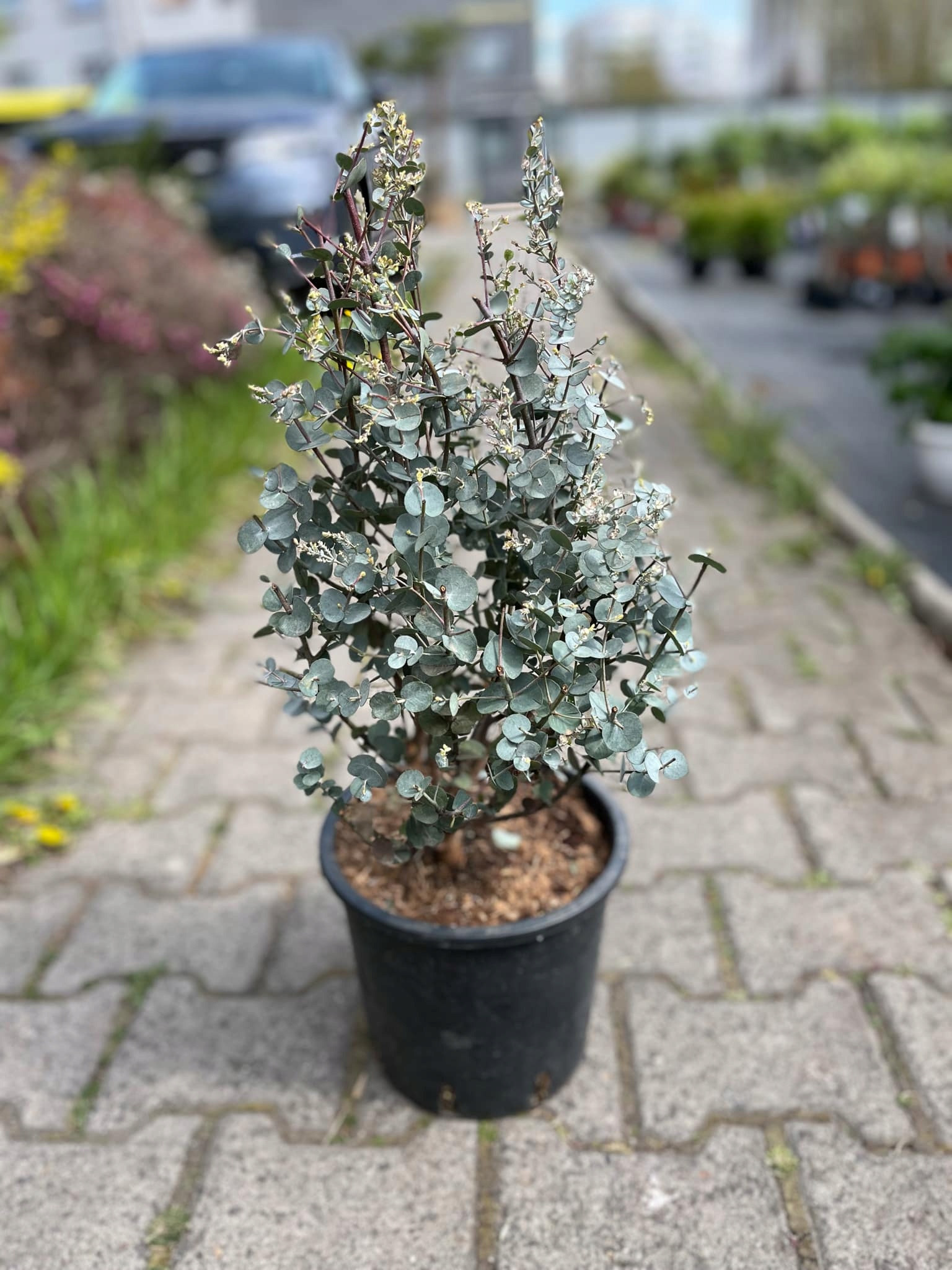 Eukaliptus gunni, eucalyptus • Cena, Opinie • Rośliny doniczkowe ...