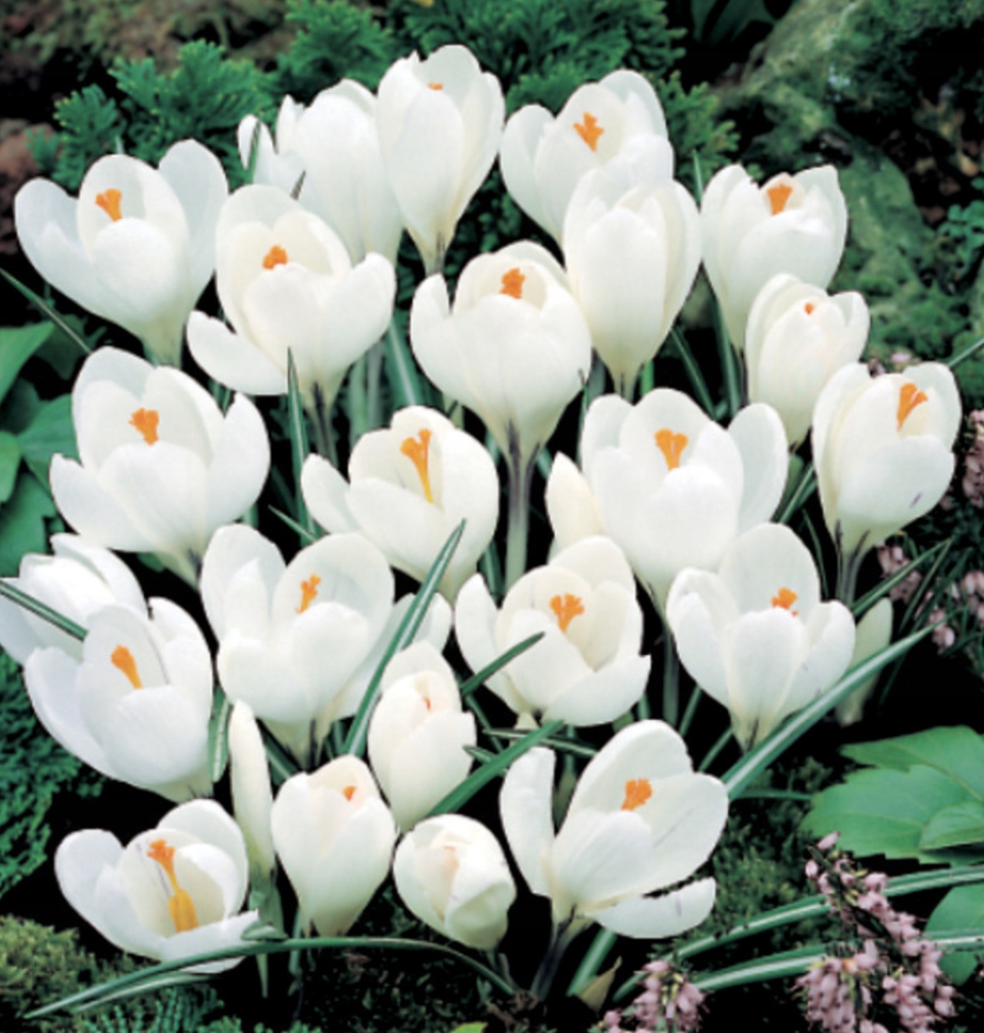 CROCUS - SOKSZÍNŰ SÁFRÁNY JEANNE D'ARC 5 db HAGYMA, (5901924842583 ...