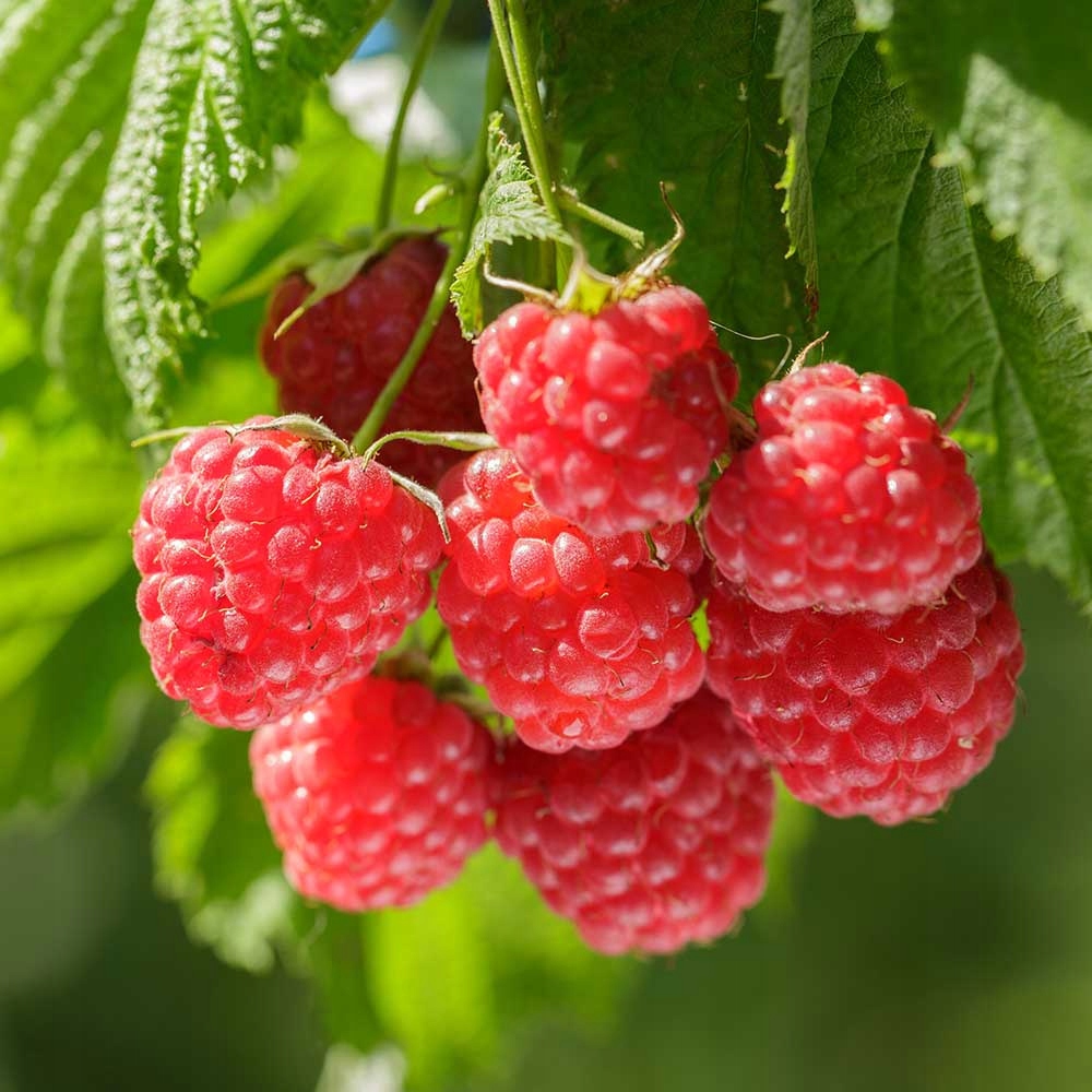 Malina 'Zefa Herbsterne' P9(0,5L) za 59 Kč - Allegro