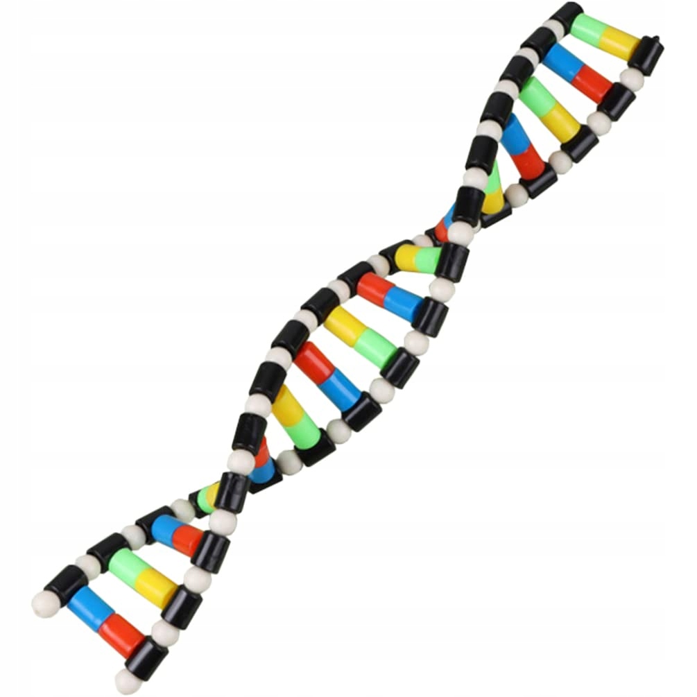 Children's toy DNA model double helix model 13623341948 - Allegro.pl