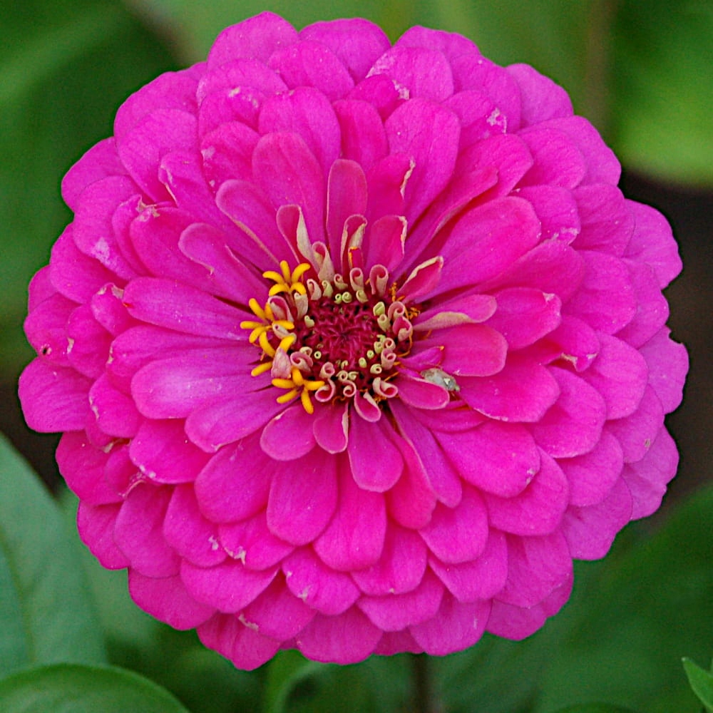 Toraf Nasiona Cynia daliowa mieszanka 1g (5907595500487) • Cena, Opinie ...