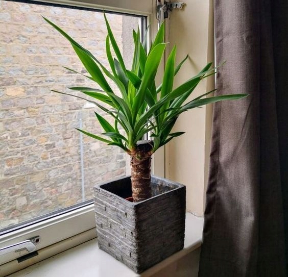 Yucca Elephantipes JUKA GWATEMALSKA Palma roz. L Sadzonka Łatwa Uprawa ...