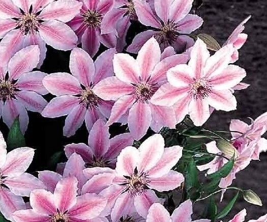 Clematis wielkokwiatowy CANABY • Cena, Opinie • Rośliny pnące ...