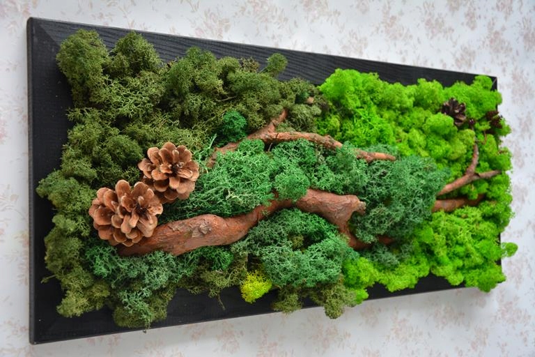 mech CHROBOTEK las sosna ciemny las sosnowy (5902138179243) • Cena ...