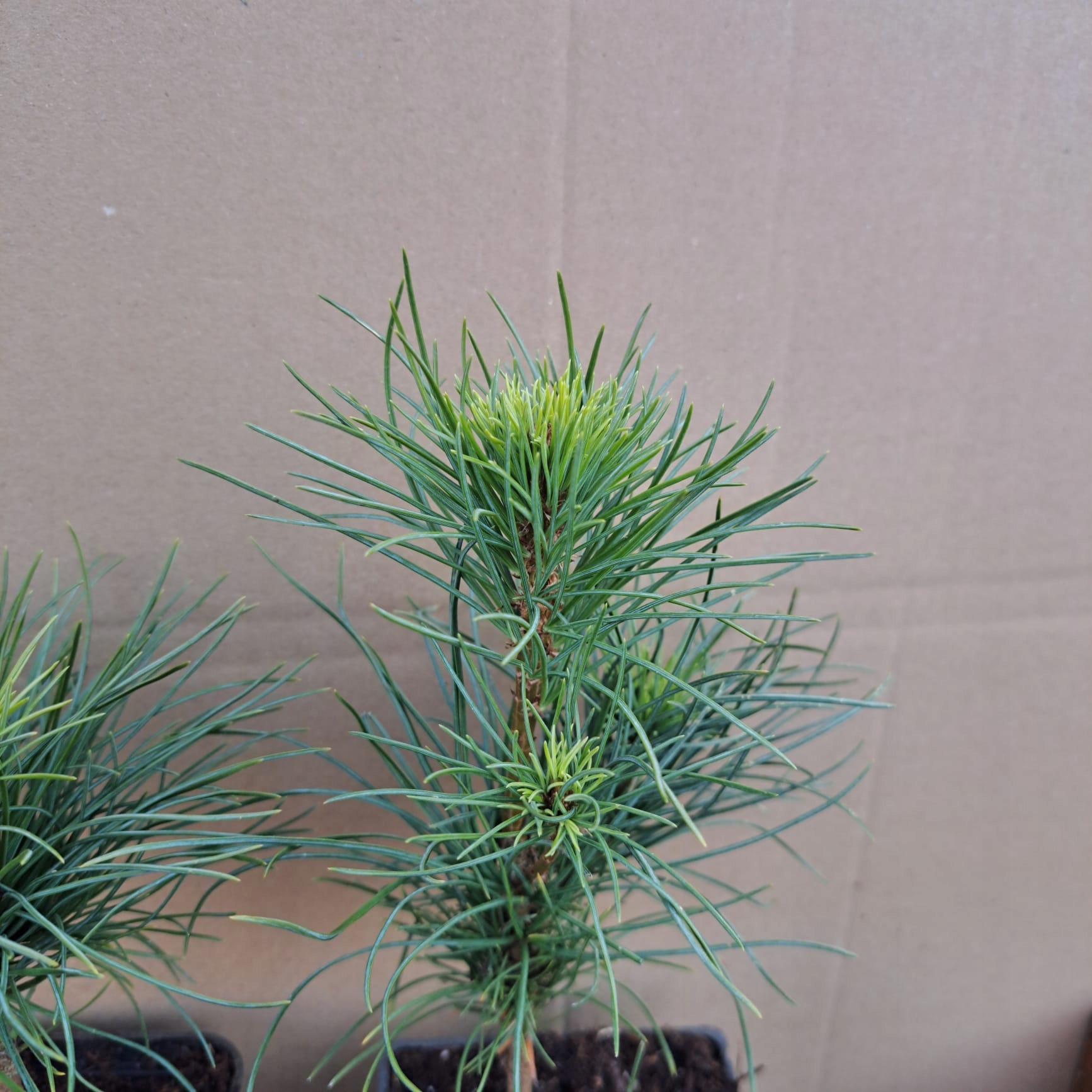 Sosna rumelijska (pinus peuce) • Cena, Opinie • Drzewa i krzewy iglaste ...